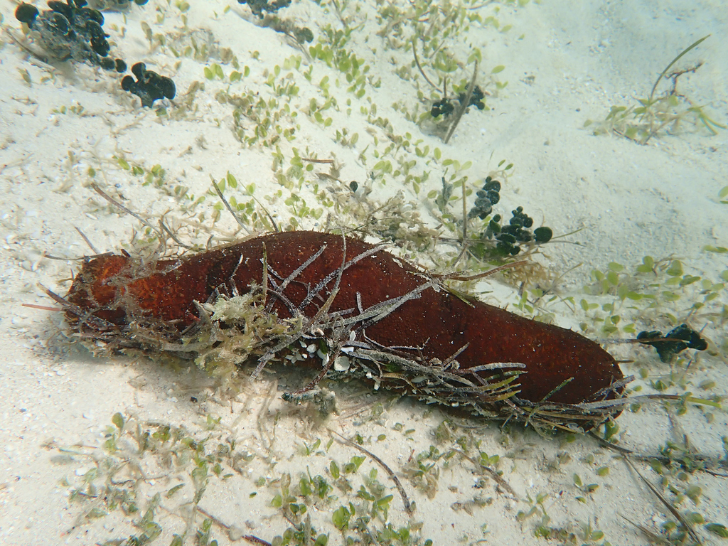 Holothuriidae in March 2024 by nat360. ? · iNaturalist