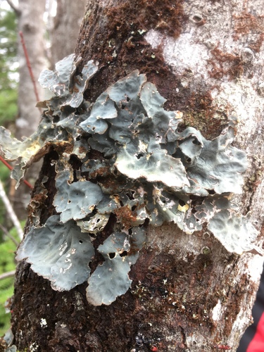 Genus Lobarina · iNaturalist