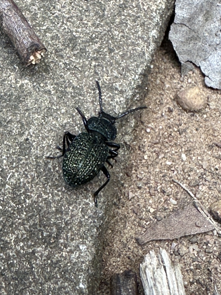 Cucujiform Beetles from Blackdown Tableland National Park, Blackdown ...