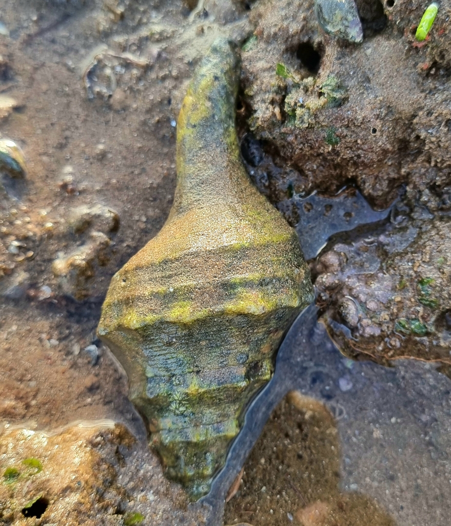 Australian Trumpet from Port Hedland WA 6721, Australia on March 15 ...