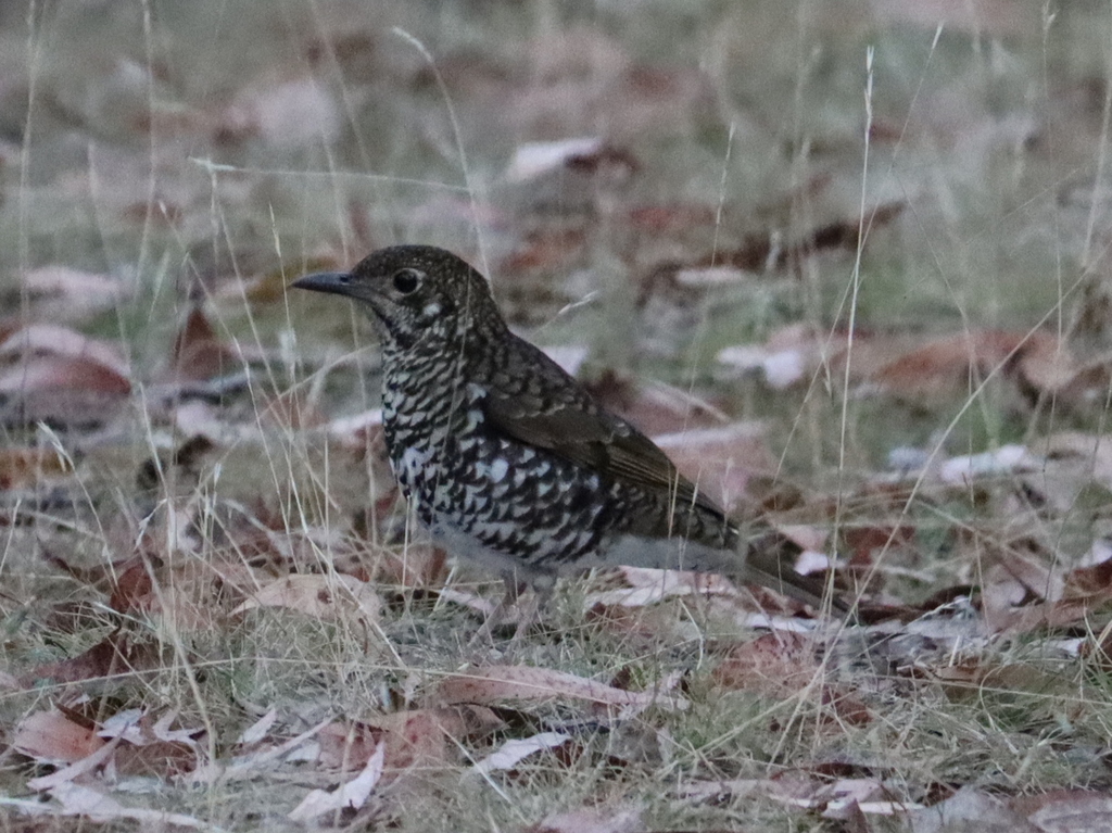 Bassian Thrush from Cobboboonee National Park, Mt Deception Rd ...