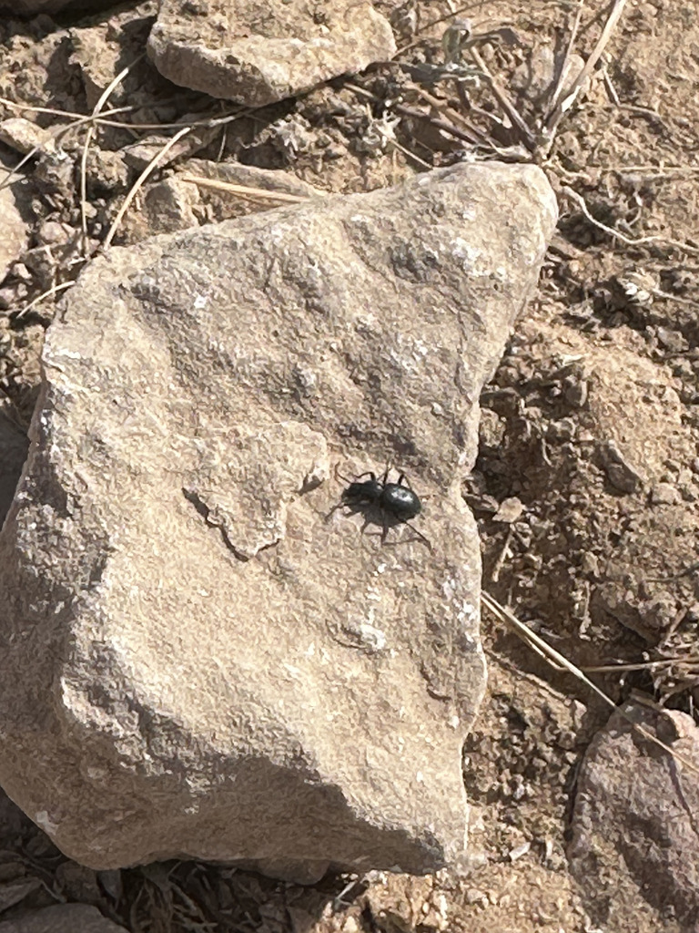 Darkling Beetles from Al Ruwaida - Sharjah - United Arab Emirates on ...