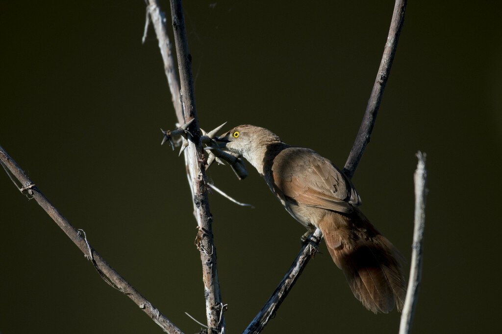Greater Thornbird from Villa Ocampo, Santa Fe, Argentina on February 18 ...