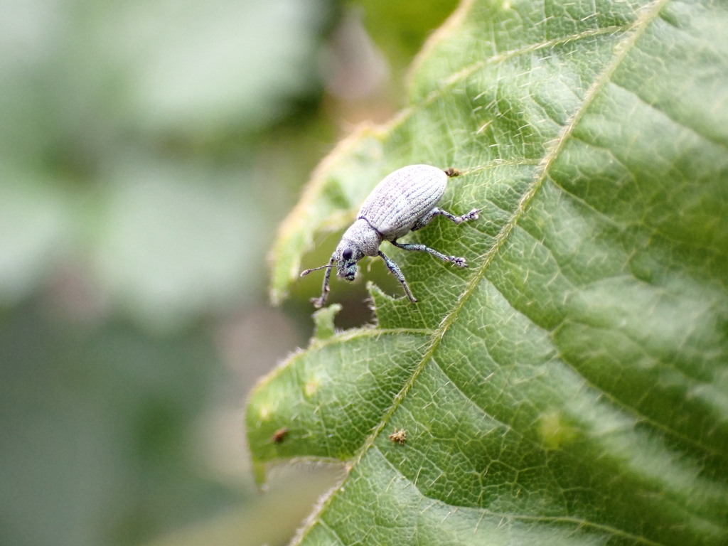 Eugnathus distinctus from Shuri, 1 Chome Shuritonokuracho, Naha ...