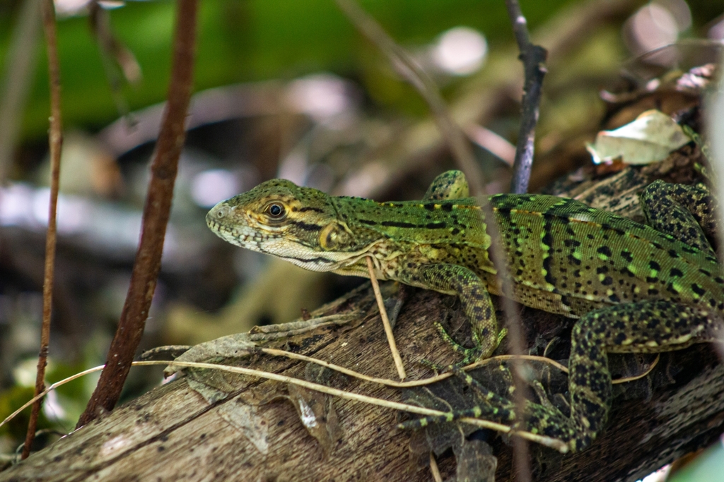 Lizards from Santa Elena, Provincia de Guanacaste, La Cruz, Costa Rica ...