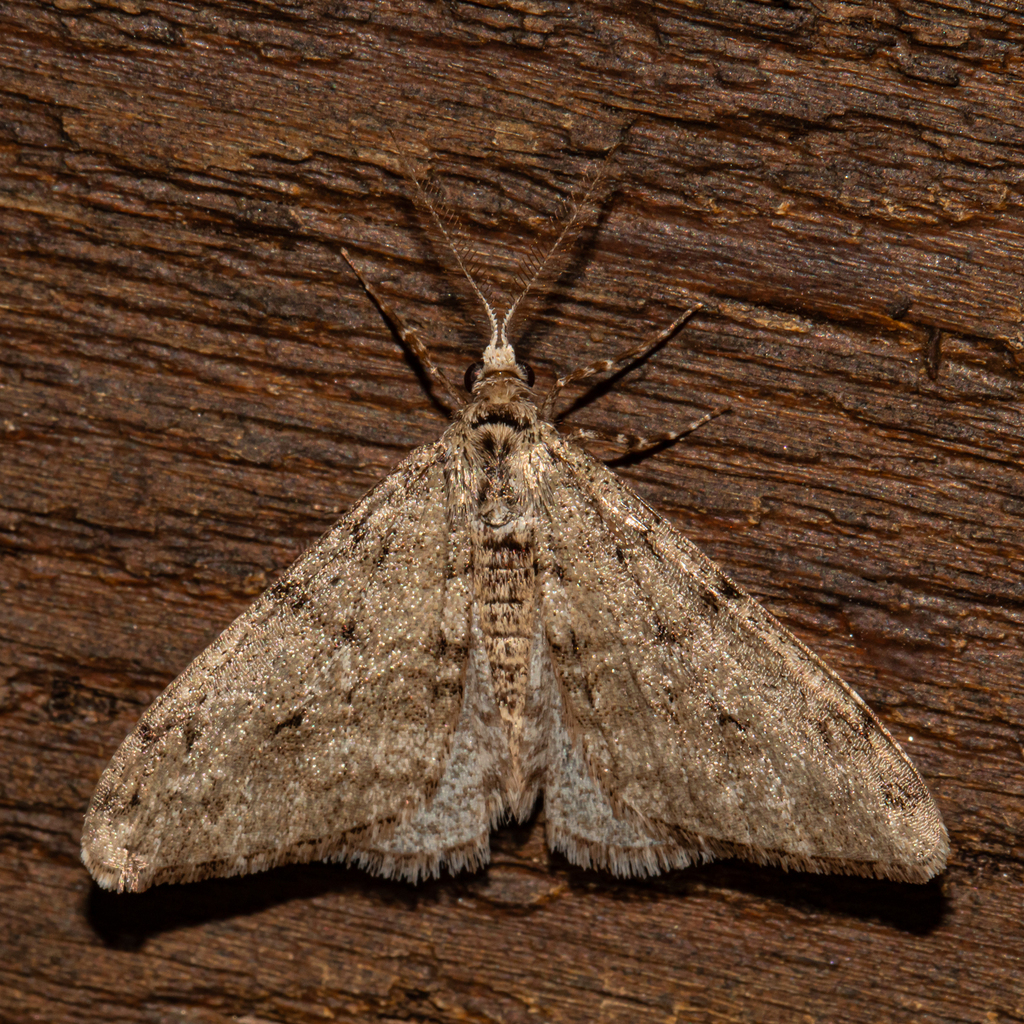 Small Phigalia Moth from Anne Arundel County, MD, USA on March 14, 2024 ...