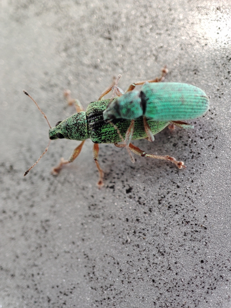 Green Immigrant Leaf Weevil from 31100 Treviso TV, Italia on June 12 ...