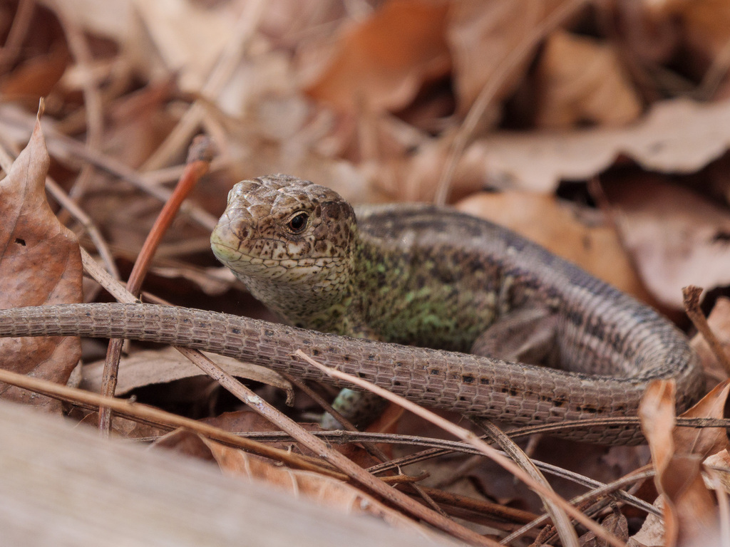 Sand Lizard from 900 43 Hamuliakovo, Slovakia on March 15, 2024 at 03: ...