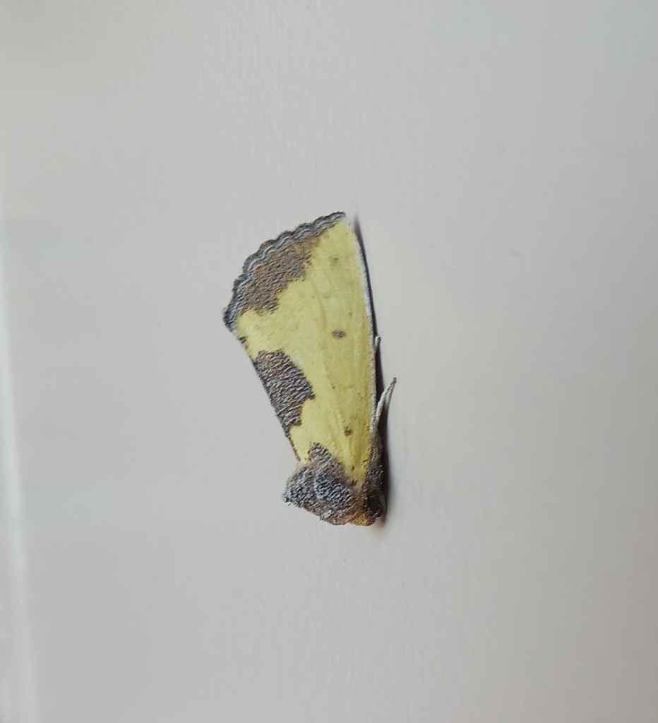 Yellow Sunflower Moth from Logan, KS, USA on July 26, 2023 at 12:46 PM ...