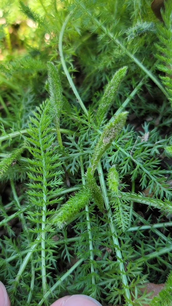 common yarrow from Valley View, TX 76272, USA on March 9, 2024 at 02:07 ...