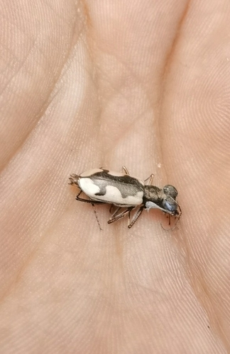 Salpingophora bellana · iNaturalist