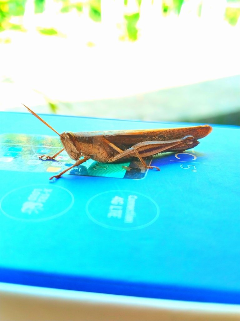 Stenocatantops splendens from GXFQ+CQG, Warukapas, Kec. Dimembe ...