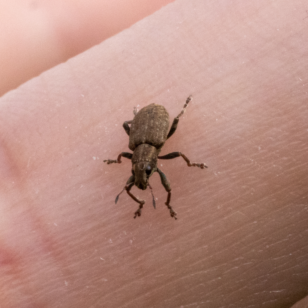 Clover root weevil from Ste Cecile, 76610 Le Havre, France on March 15 ...