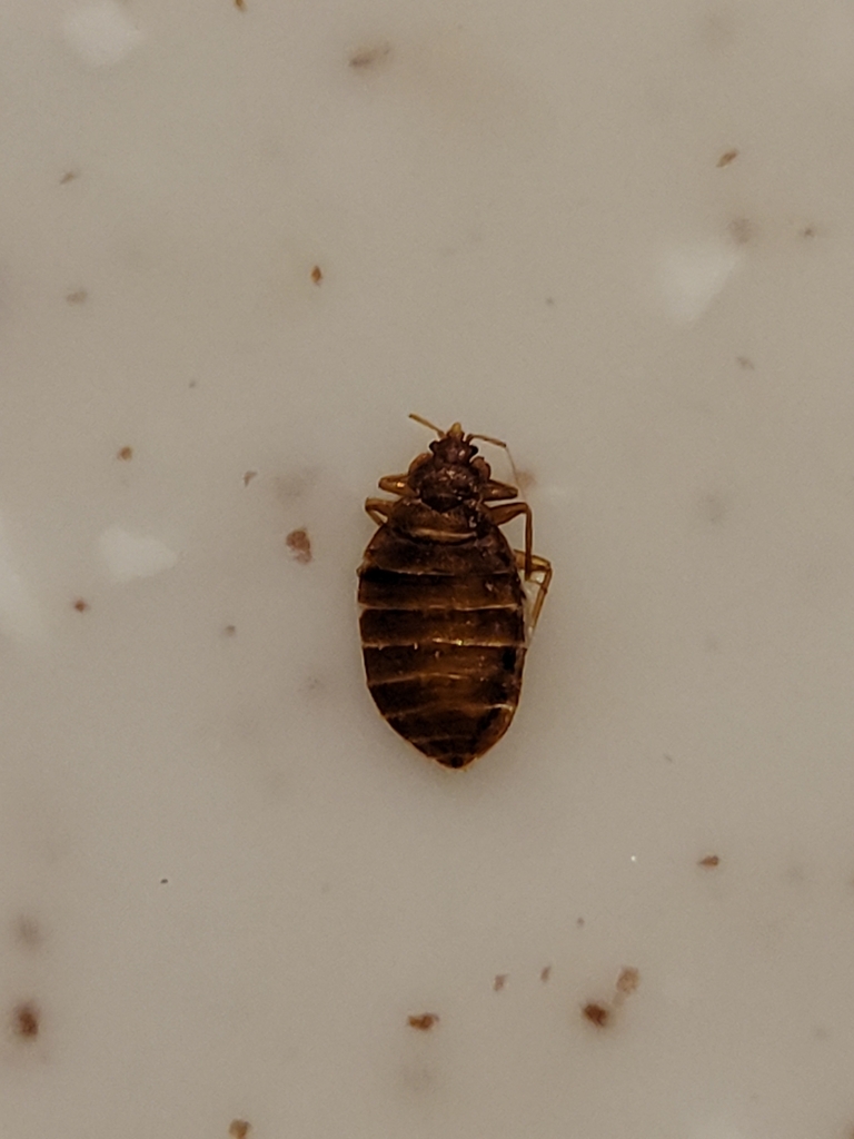 Common Bed Bug from Carnot-Moon, PA 15108, USA on March 15, 2024 at 11: ...