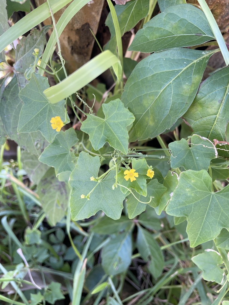 creeping cucumber from Amelia Island, Fernandina Beach, FL, US on ...