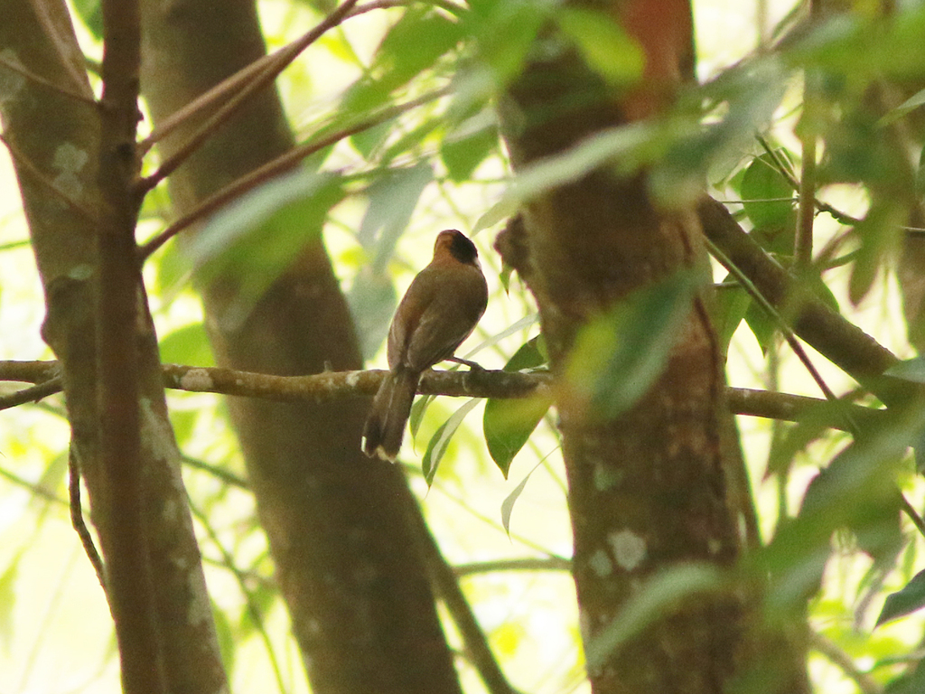 Greater Necklaced Laughingthrush from Mikir Hills, Assam, India on ...