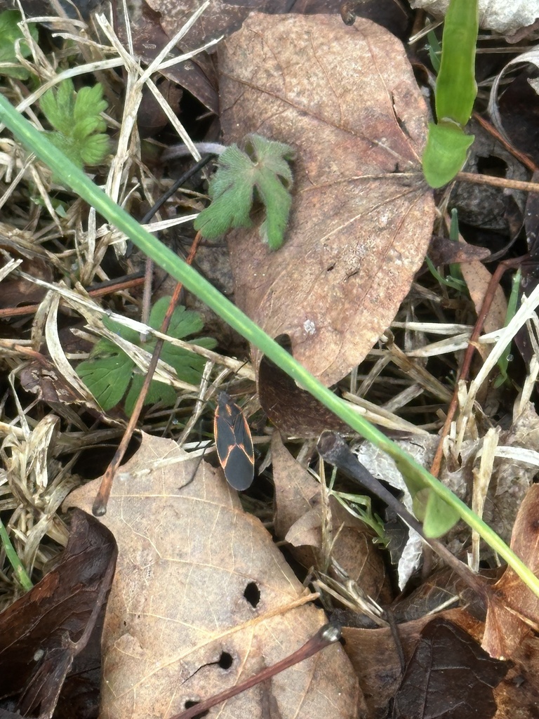 Eastern Boxelder Bug from Old Hydes Ferry Pike, Nashville, TN, US on ...