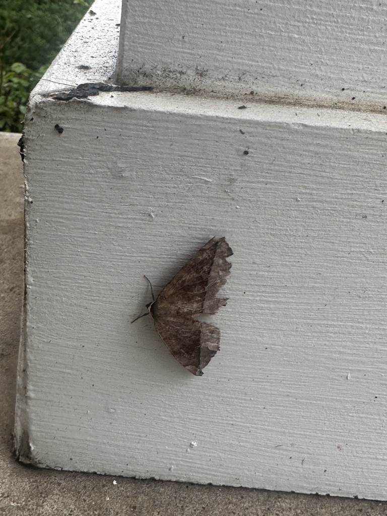 Curved-toothed Geometer Moth from Old Hydes Ferry Pike, Nashville, TN ...