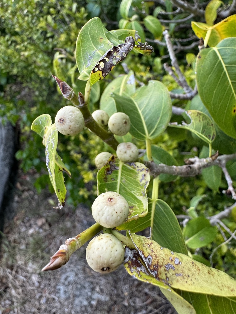 Figs from Rota, Northern Mariana Islands, MP on February 22, 2024 at 05 ...