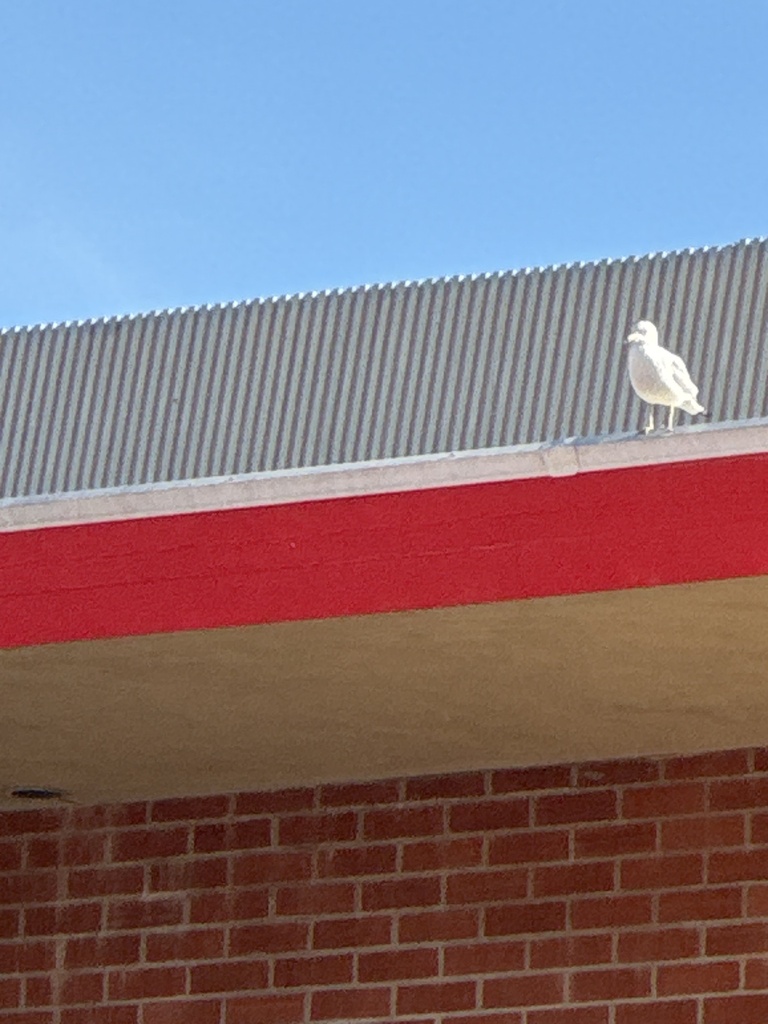 California Gull from Fallbrook High School, Fallbrook, CA, US on March ...