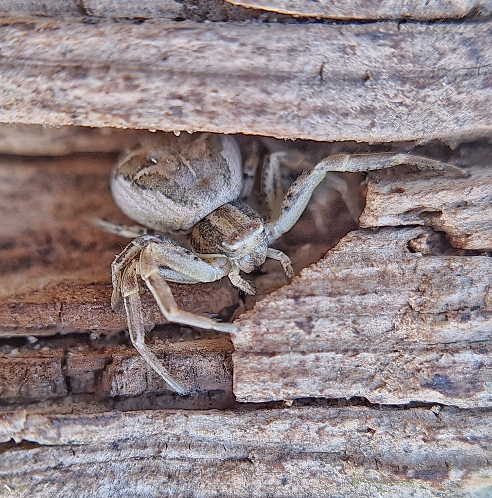 Ground Crab Spiders from Esparraguera, Barcelona, España on March 15 ...