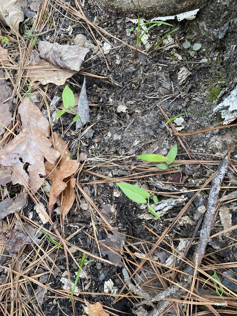 Virginia snakeroot from Homochitto National Forest, Gloster, MS, US on ...