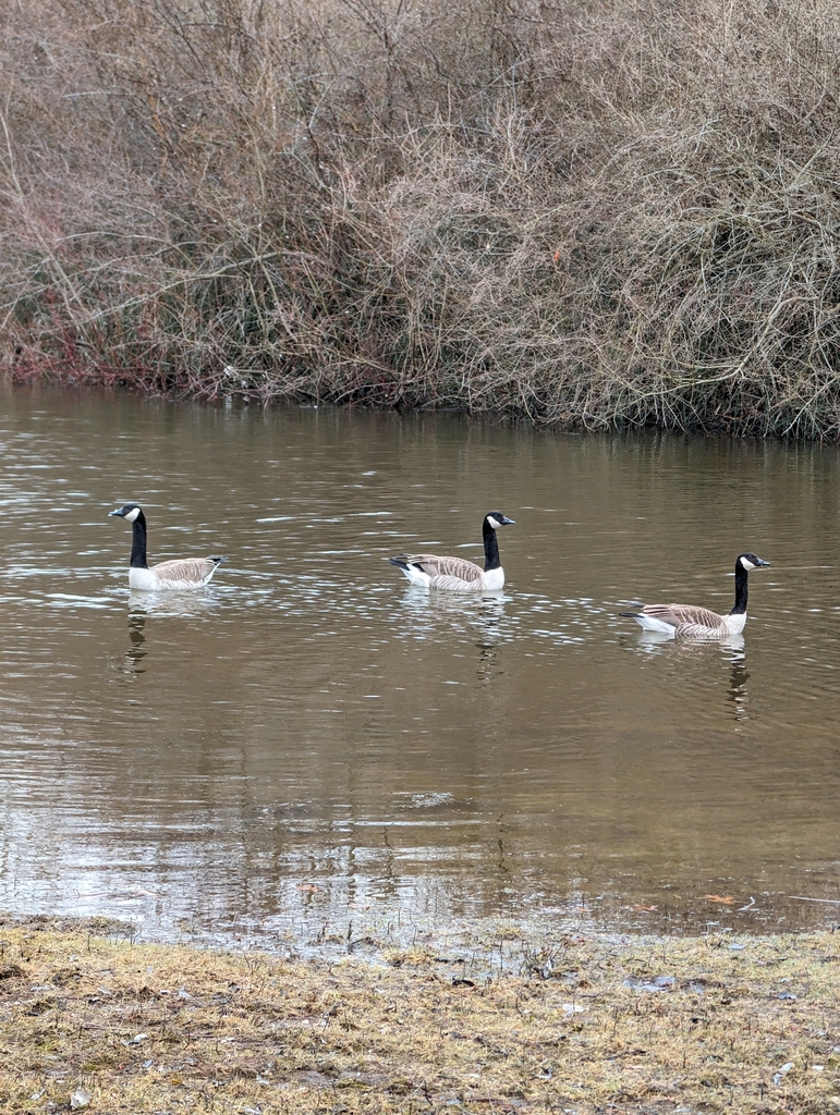 Canada Goose from Otisville, MI 48463, USA on March 15, 2024 at 02:34 ...