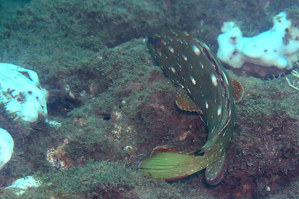 Starry Grouper from Costa Rica, Peninsula Osa, Jaguars Jungle Lodge on ...