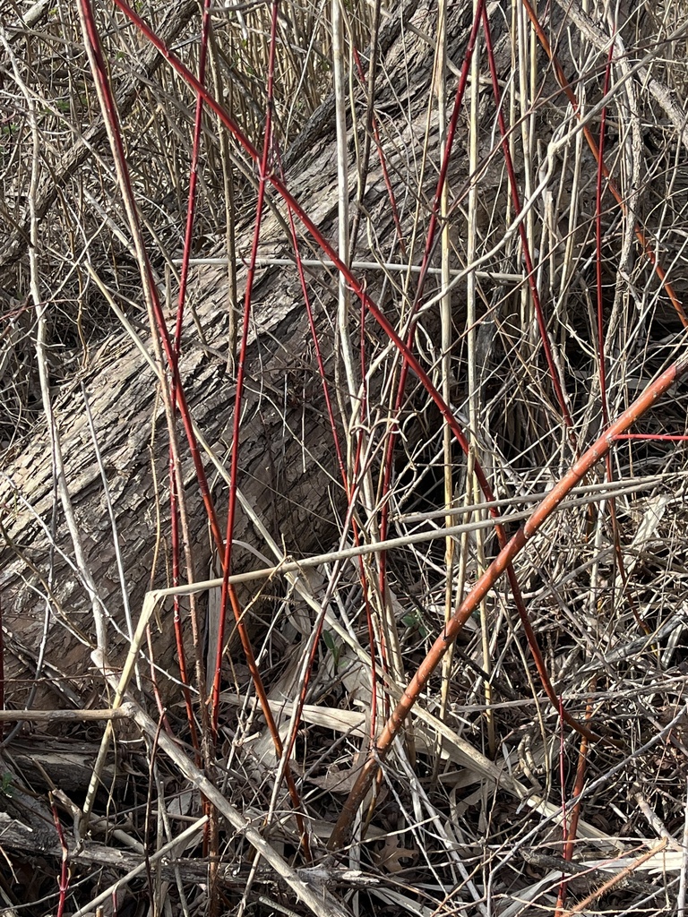 red osier dogwood from Long Island, New York, NY, US on March 15, 2024 ...