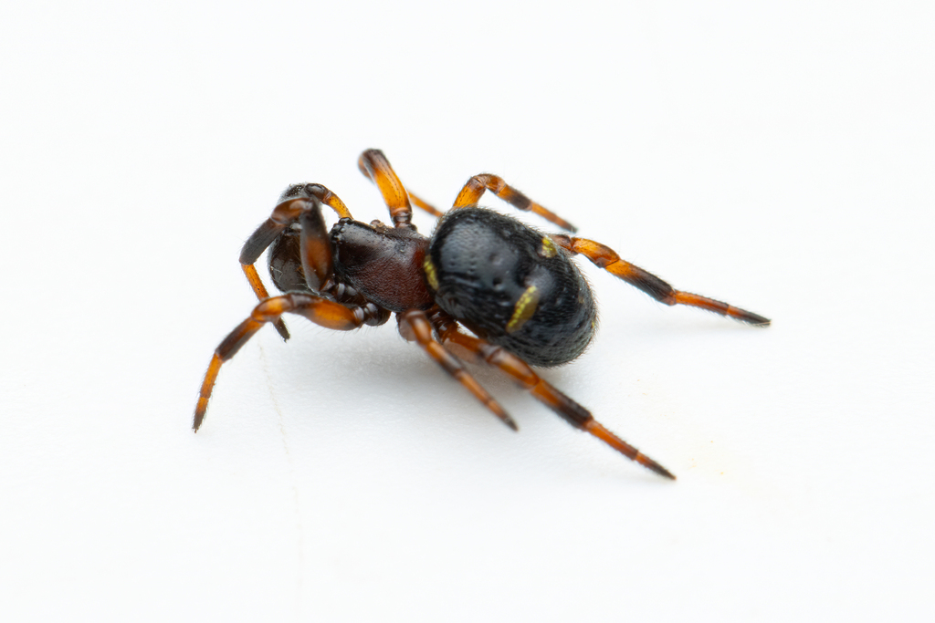 Ant Comb-Footed Spider from 4791 Borre, Danmark on September 10, 2023 ...