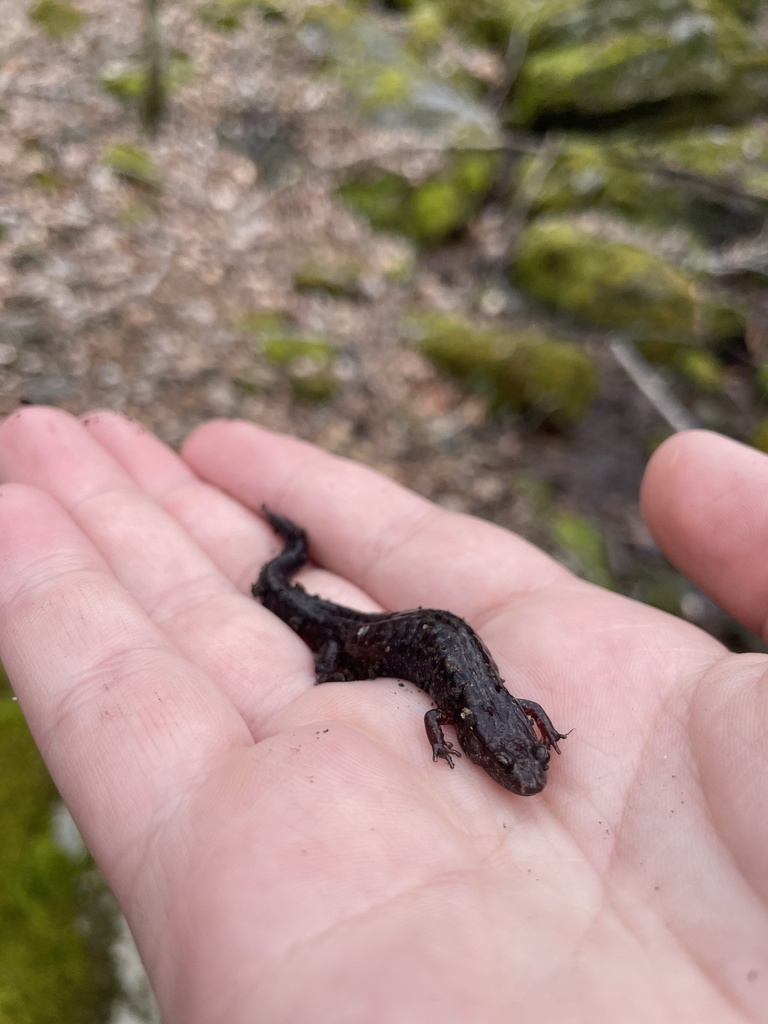 Blue Ridge Dusky Salamander in March 2024 by Strummer Edwards · iNaturalist