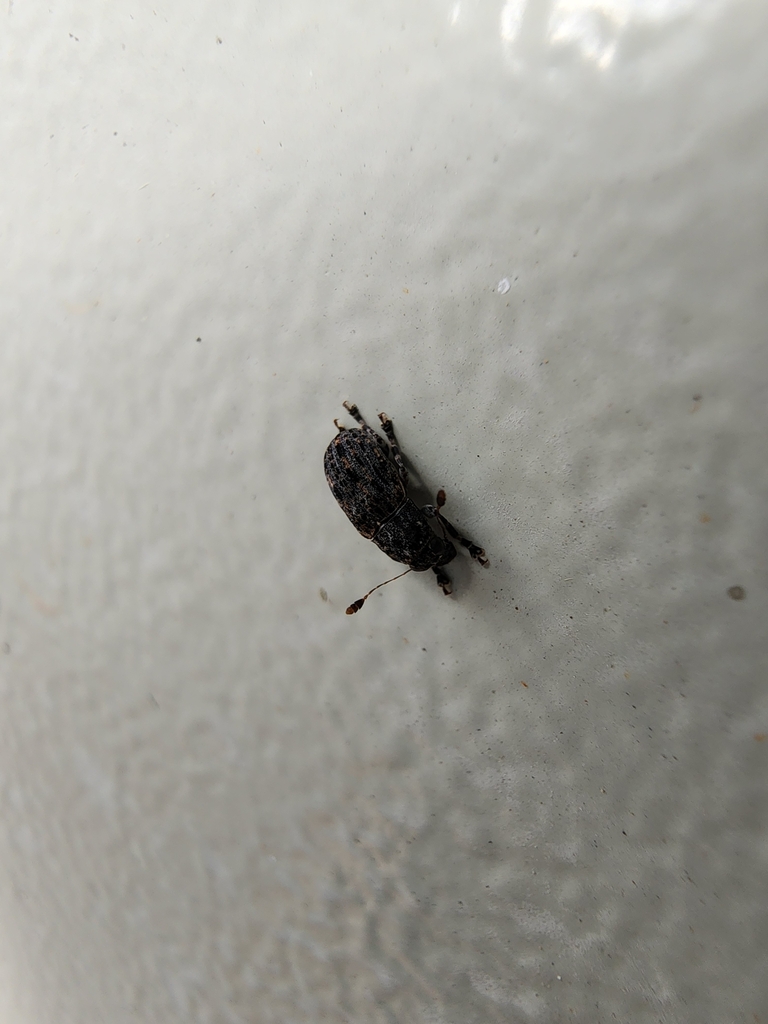 Fungus Weevils from Centro, Pato Branco - PR, Brasil on March 6, 2024 ...
