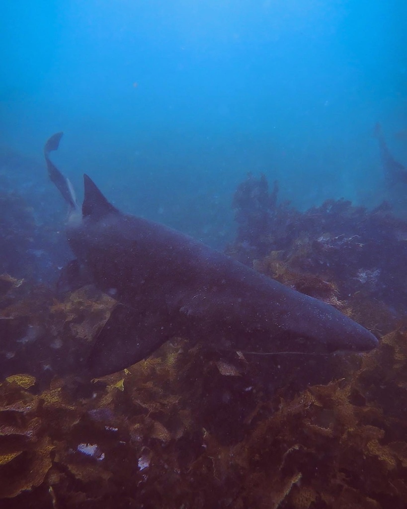 Sand Tiger Shark from Bushranger's Bay, Shell Cove, NSW, AU on February ...