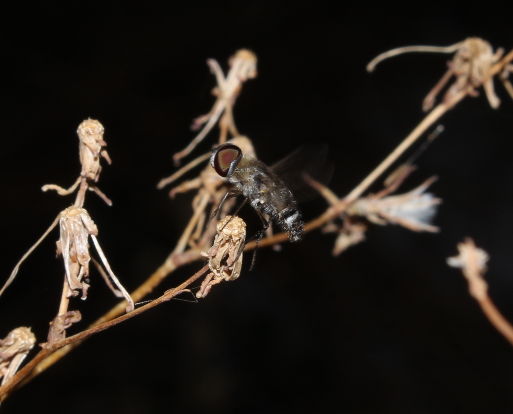 banded bee flies from Orroroo SA 5431, Australia on March 15, 2024 at ...