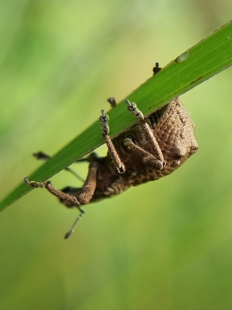 True Weevils from Ewingar NSW 2469, Australia on March 16, 2024 at 09: ...