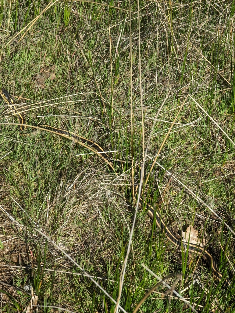 Valley Garter Snake from Nevada County, US-CA, US on 15 March, 2024 at ...