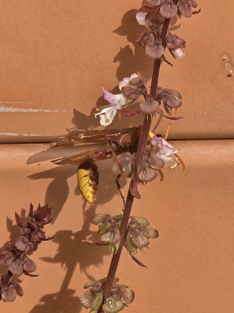 Delta pyriforme from 香港龍虎山 on March 15, 2024 at 03:10 PM by Chiu Yuhang ...