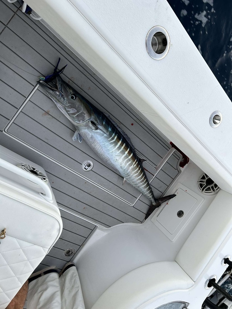 Wahoo from North Atlantic Ocean on October 13, 2023 at 08:14 PM by ...