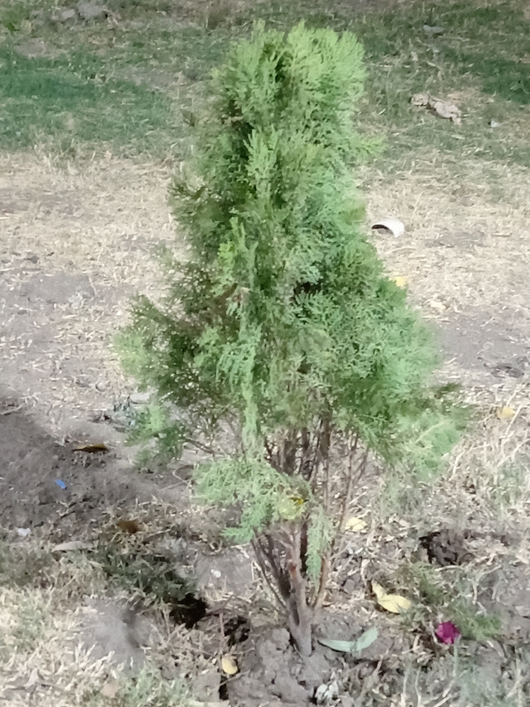 cedar of Goa from Calle Hidalgo 6 Mz 99 Lt T6, Interior Local ...