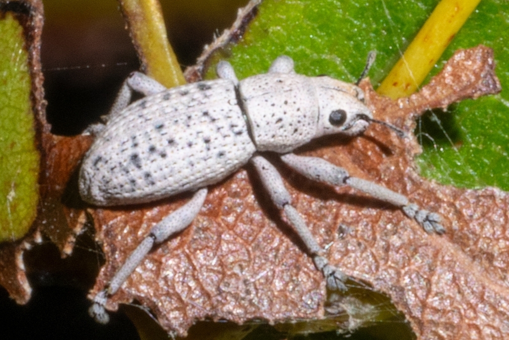 Little Leaf Notcher from Miami-Dade County, Everglades National Park ...