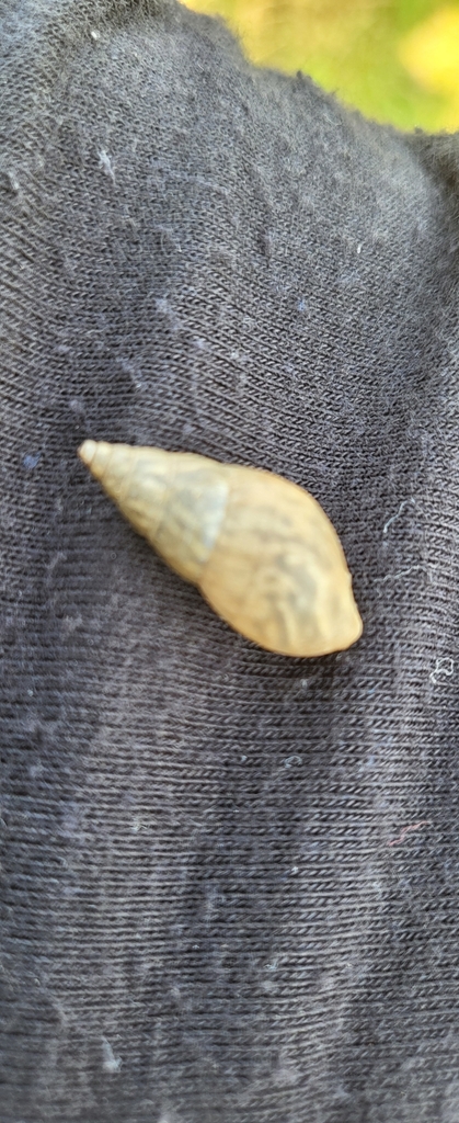 Bulimulus from Cimitarra, CO-ST, CO on March 15, 2024 at 08:34 AM by ...