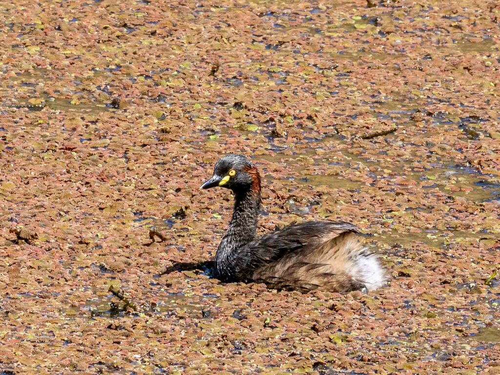 Australasian Grebe from Norfolk Island on March 12, 2024 at 10:34 AM by ...