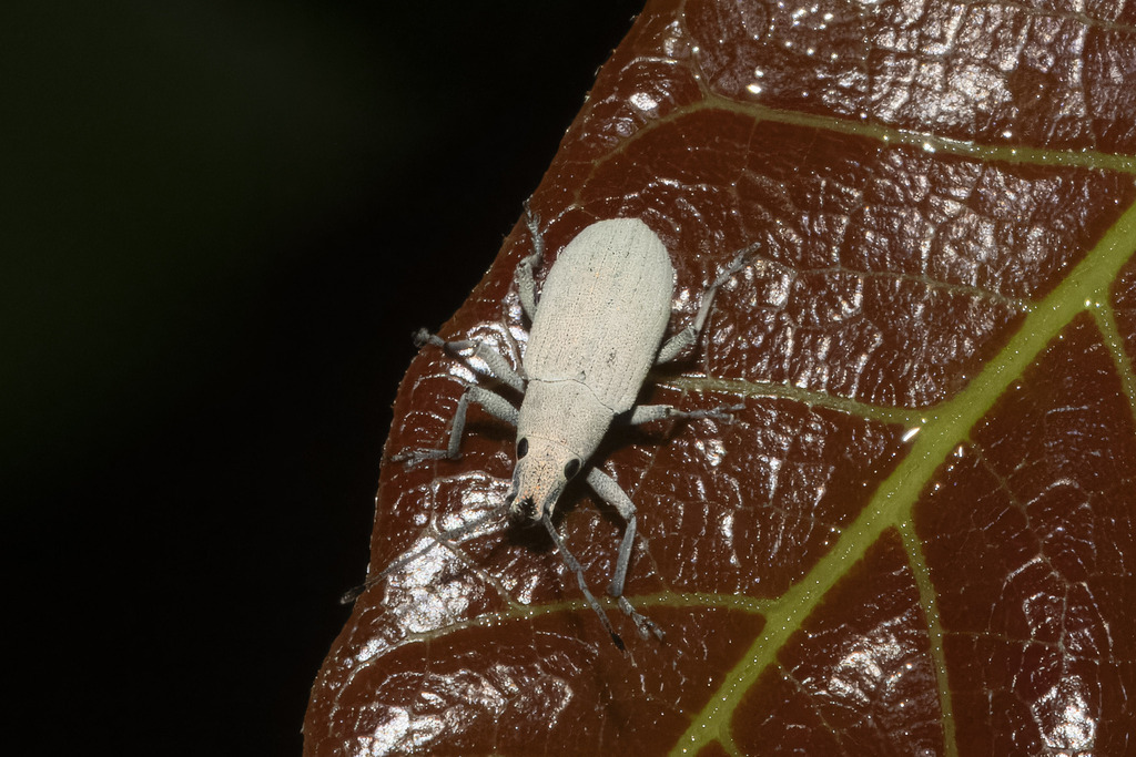Broad-nosed Weevils from East Sumba Regency, East Nusa Tenggara ...