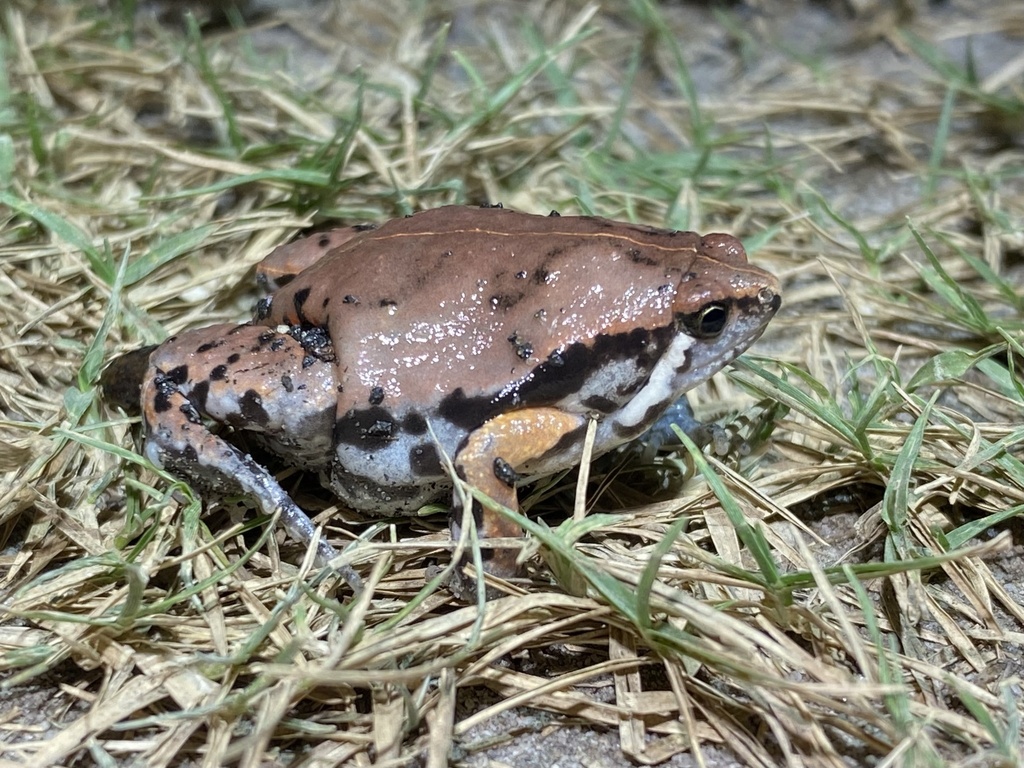 Sheep Frog from Limpkin Trail & Boardwalk, Belize, BZ on March 15, 2024 ...