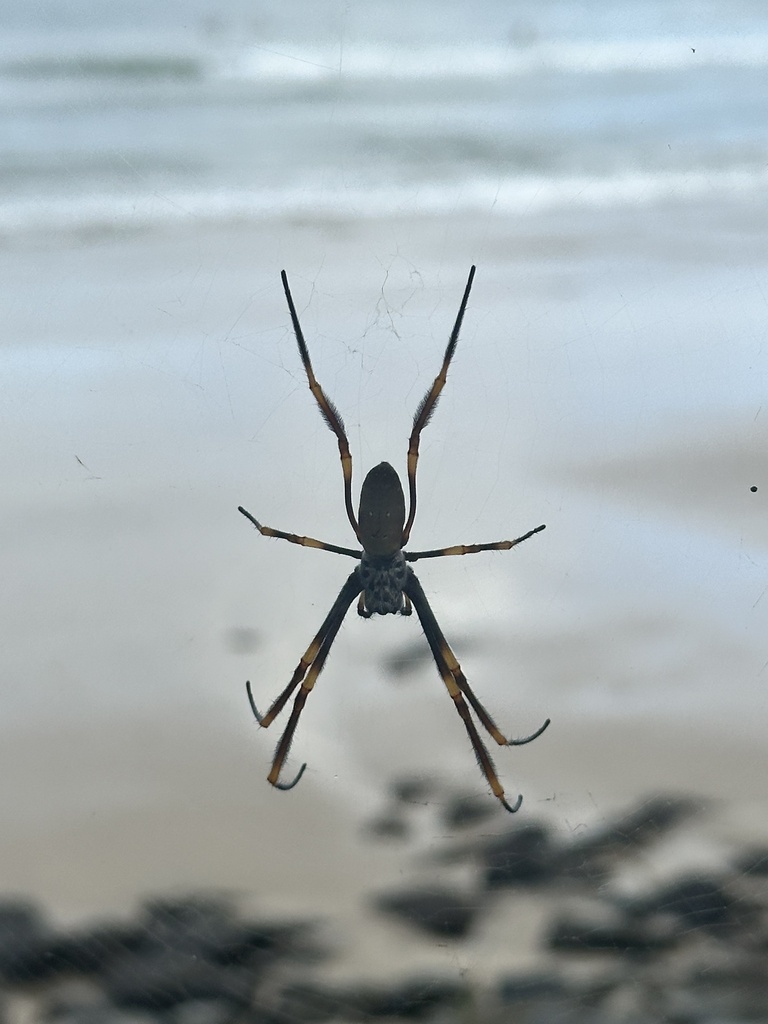 Tiger Spider from Laguna Bay, Noosa Heads, QLD, AU on March 16, 2024 at ...