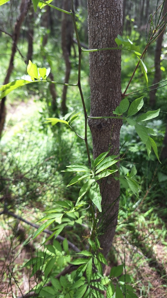 Brazilian Nightshade from Wellington Point QLD 4160, Australia on March ...