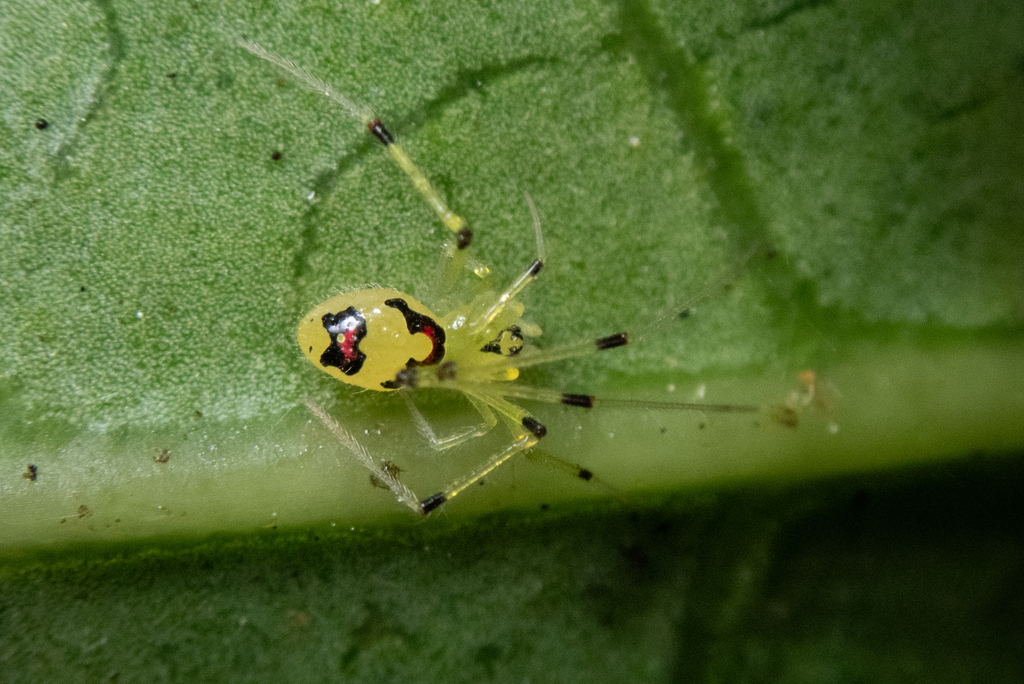 Hawaiian Happy Face Spider in March 2024 by Brendan Wang · iNaturalist