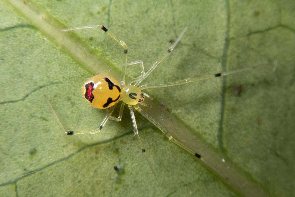 Hawaiian Happy Face Spider in March 2024 by Brendan Wang · iNaturalist