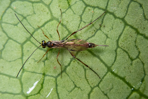 Género Spolas · iNaturalist Mexico