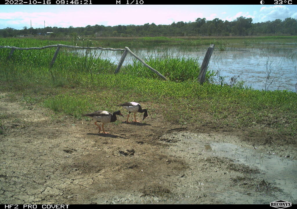 Magpie Goose from St Lawrence QLD 4707, Australia on October 16, 2022 ...
